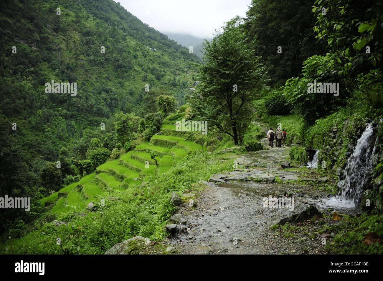 Mesmerizing shot of the mysterious vibrant forests of Nepal Stock Photo - Alamy
