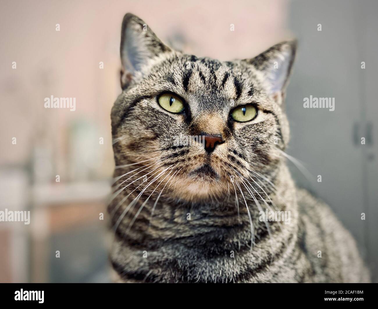 A gray cat with a harsh, menacing look sits Stock Photo - Alamy