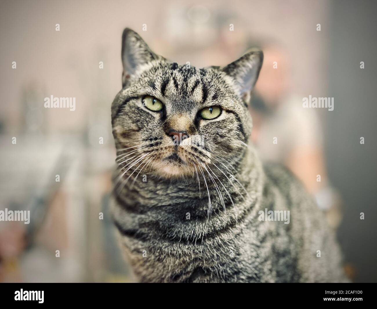 Menacing pet hi-res stock photography and images - Alamy