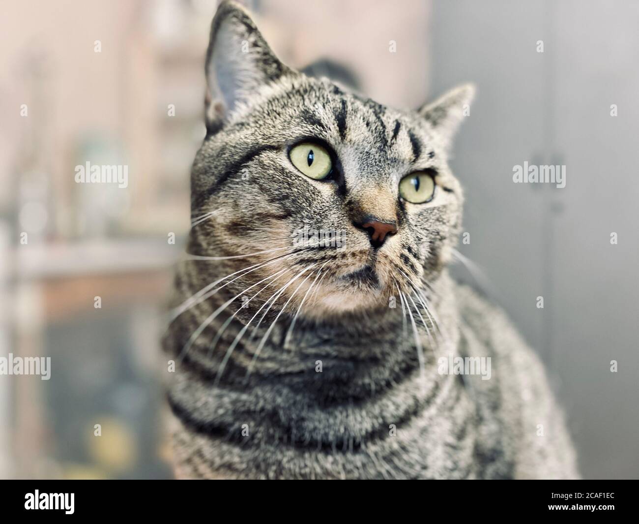 Menacing look hi-res stock photography and images - Alamy