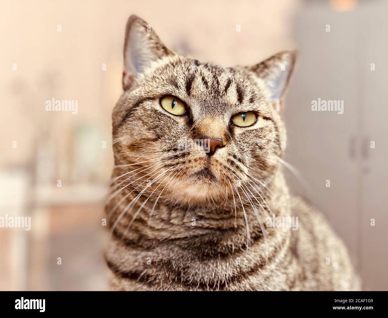 Relaxed gray cat sits hi-res stock photography and images - Alamy