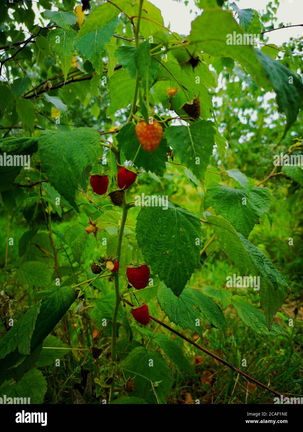 A close up of a raspberry plant in a greenhouse Stock Photo - Alamy