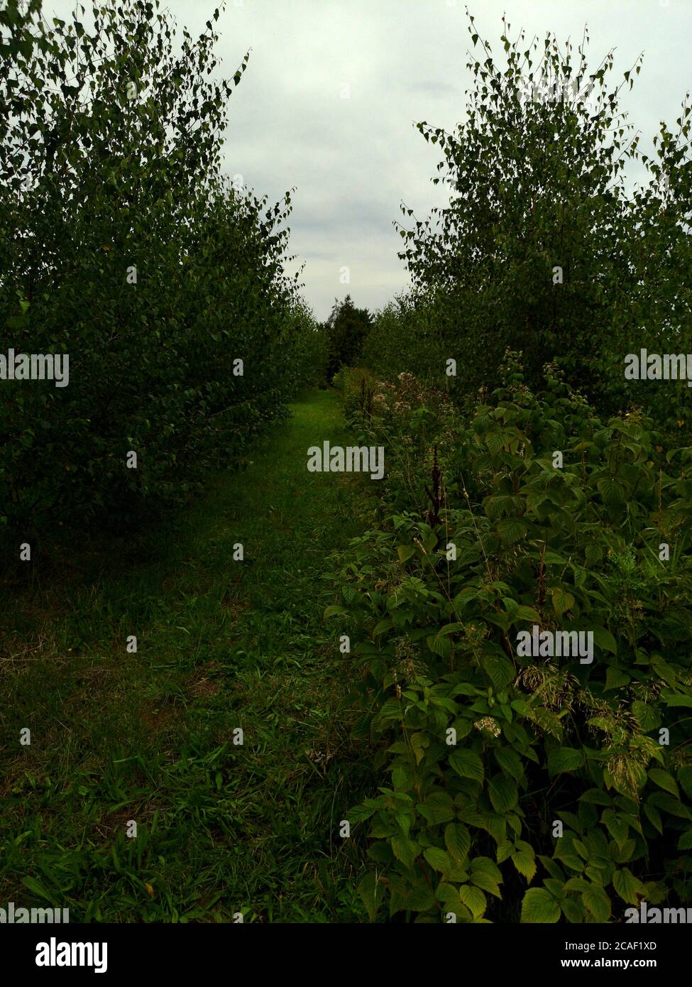 A view going between raspberry bush rows in rural Poland Stock Photo ...