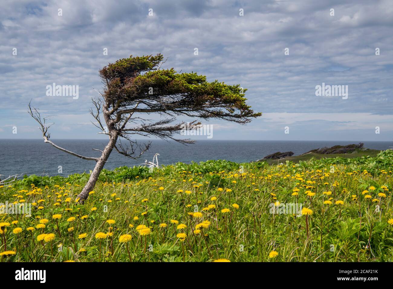 Newfoundland tuckamore tree hi-res stock photography and images - Alamy