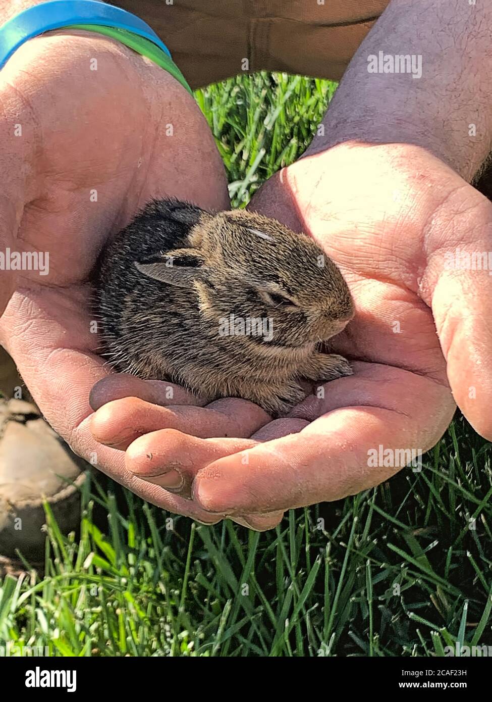 Hairy hands hi-res stock photography and images - Alamy