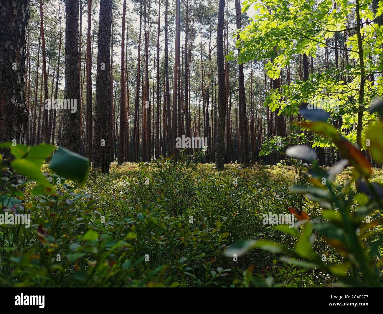 Captivating forest hi-res stock photography and images - Alamy