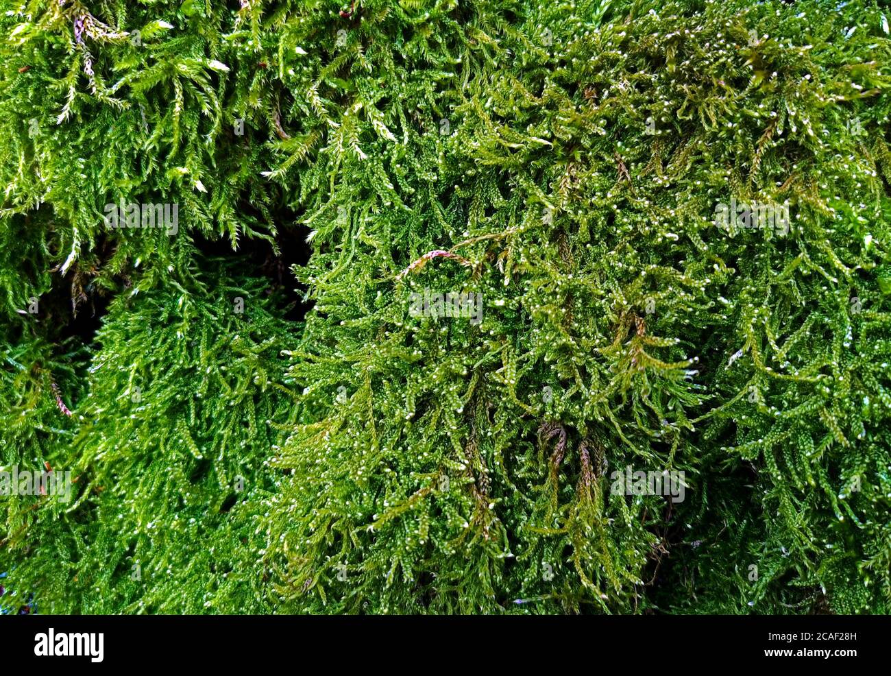 A close up capturing the natural green texture of wild moss Stock Photo ...