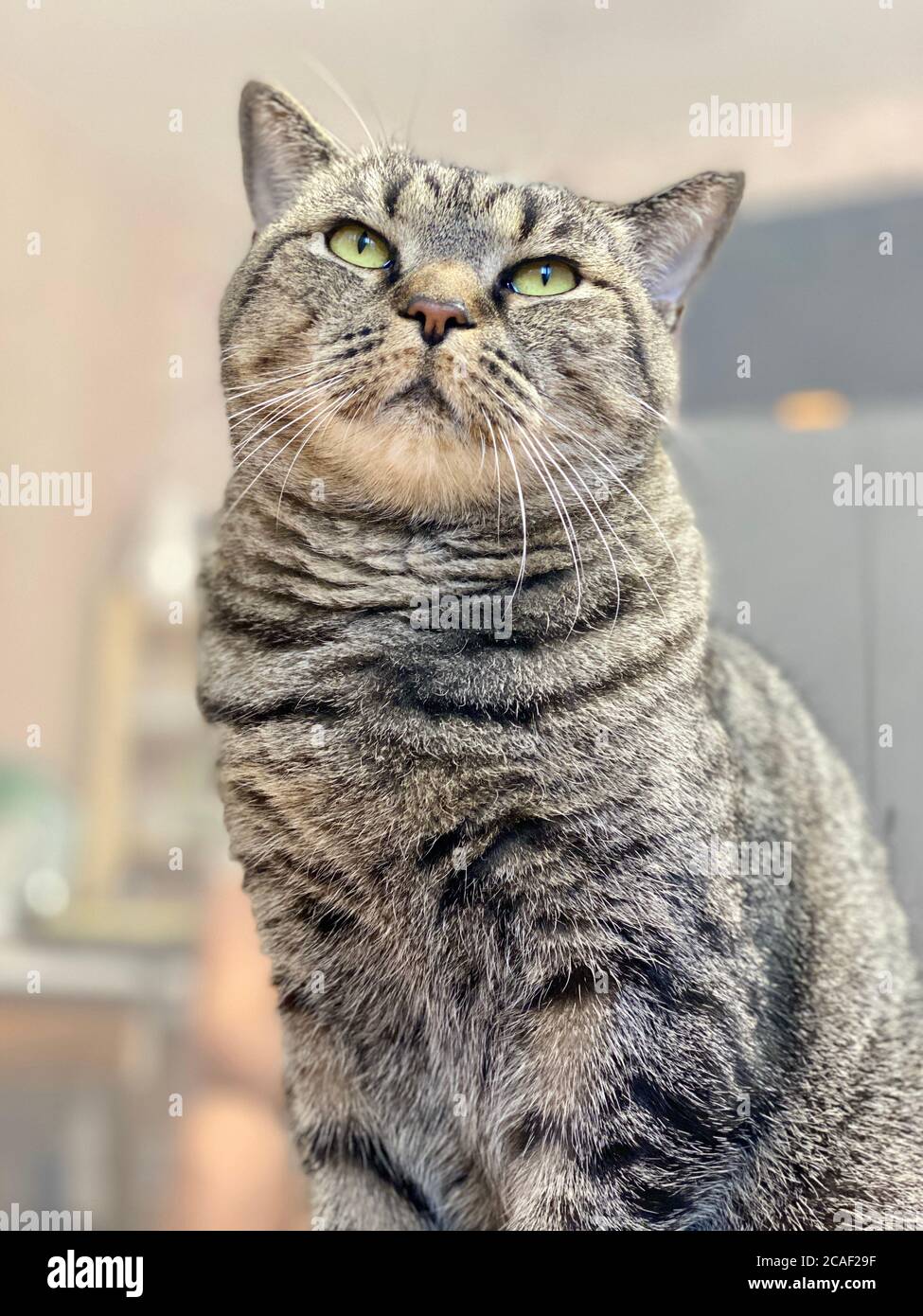 A gray cat with a harsh, menacing look sits Stock Photo - Alamy