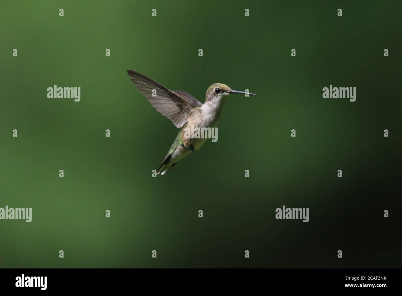 Female Ruby Throated Hummingbird Archilochus colubris in Flight Stock ...