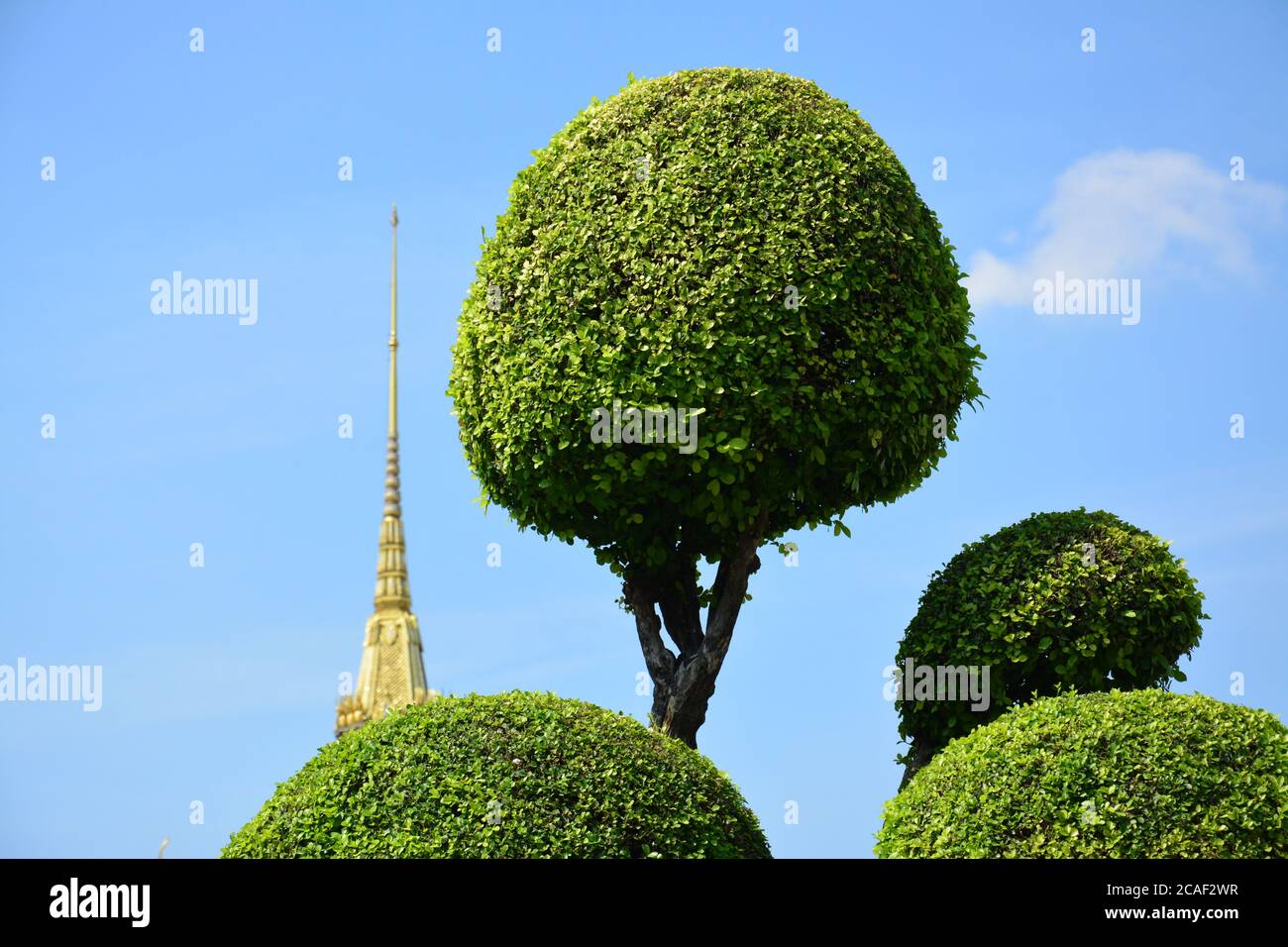 Round green tree hi-res stock photography and images - Alamy