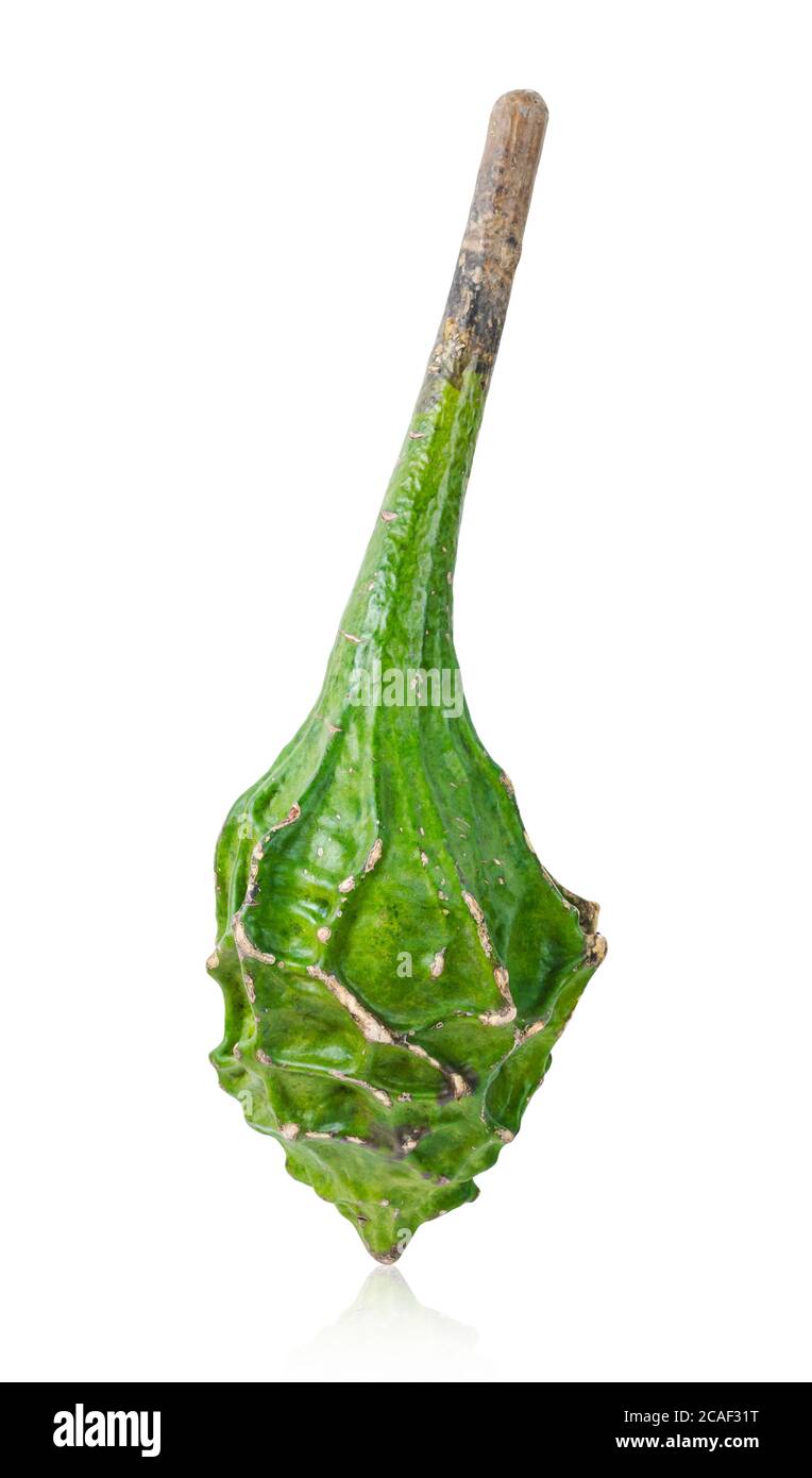 Gourd latin name hi-res stock photography and images - Alamy