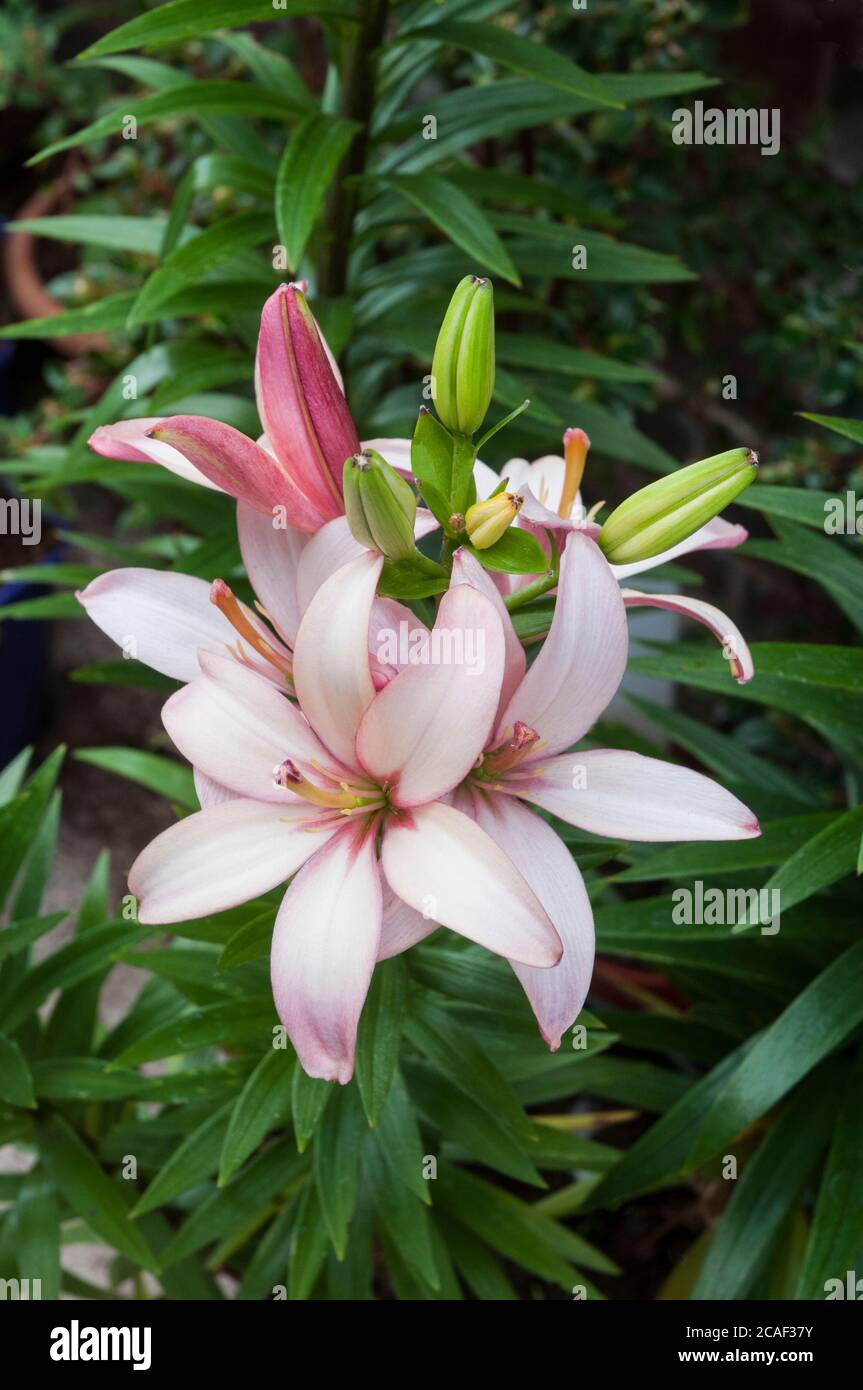 Group of Lollypop pink lily flowers and unopened buds A 1a) sub ...