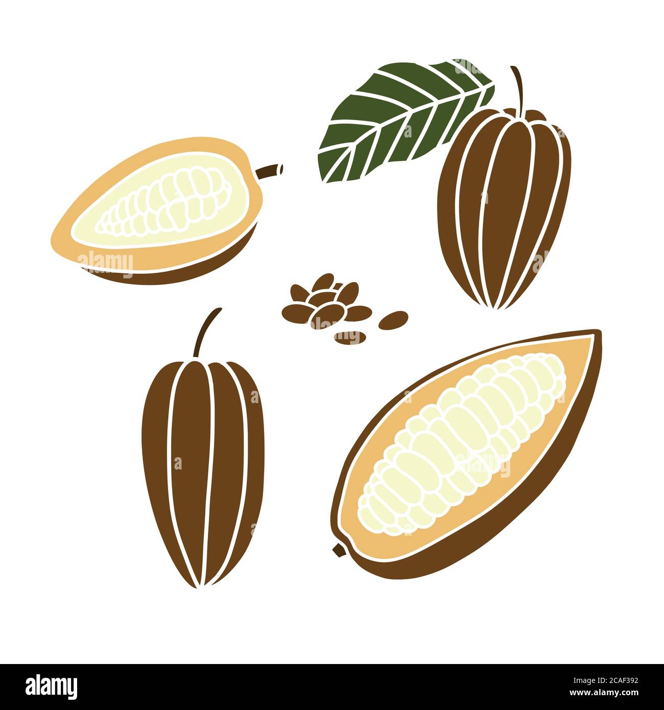 Roasted dried cacao fruit beans Stock Vector Images - Alamy