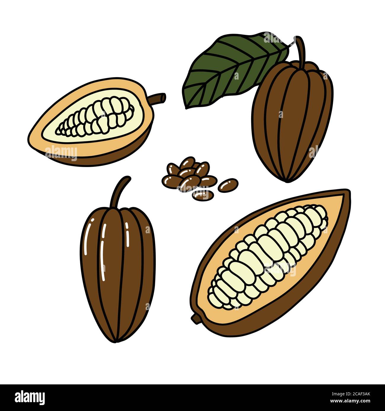 Roasted dried cacao fruit beans Stock Vector Images - Alamy