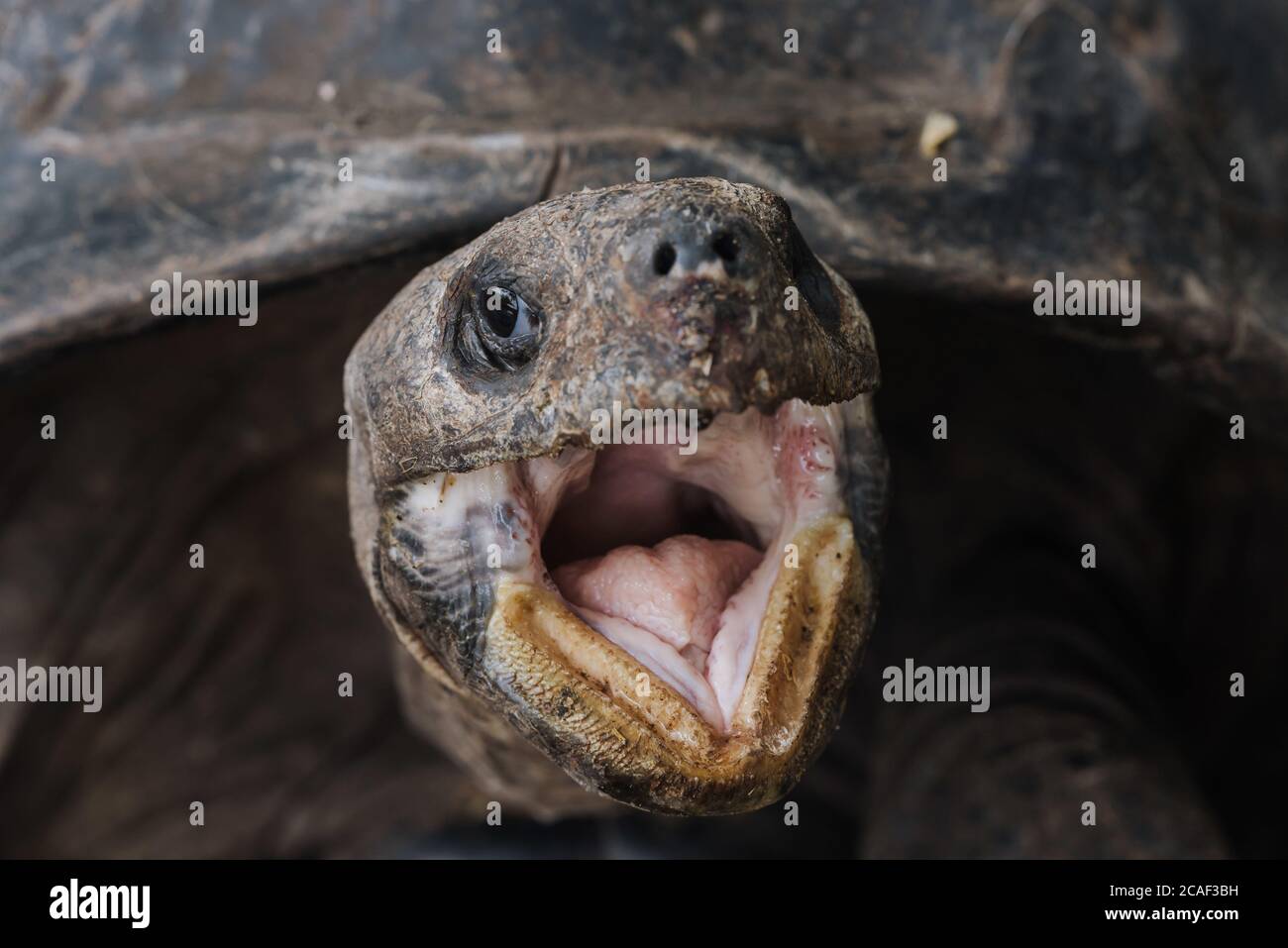Sea turtle mouth open hi-res stock photography and images - Alamy