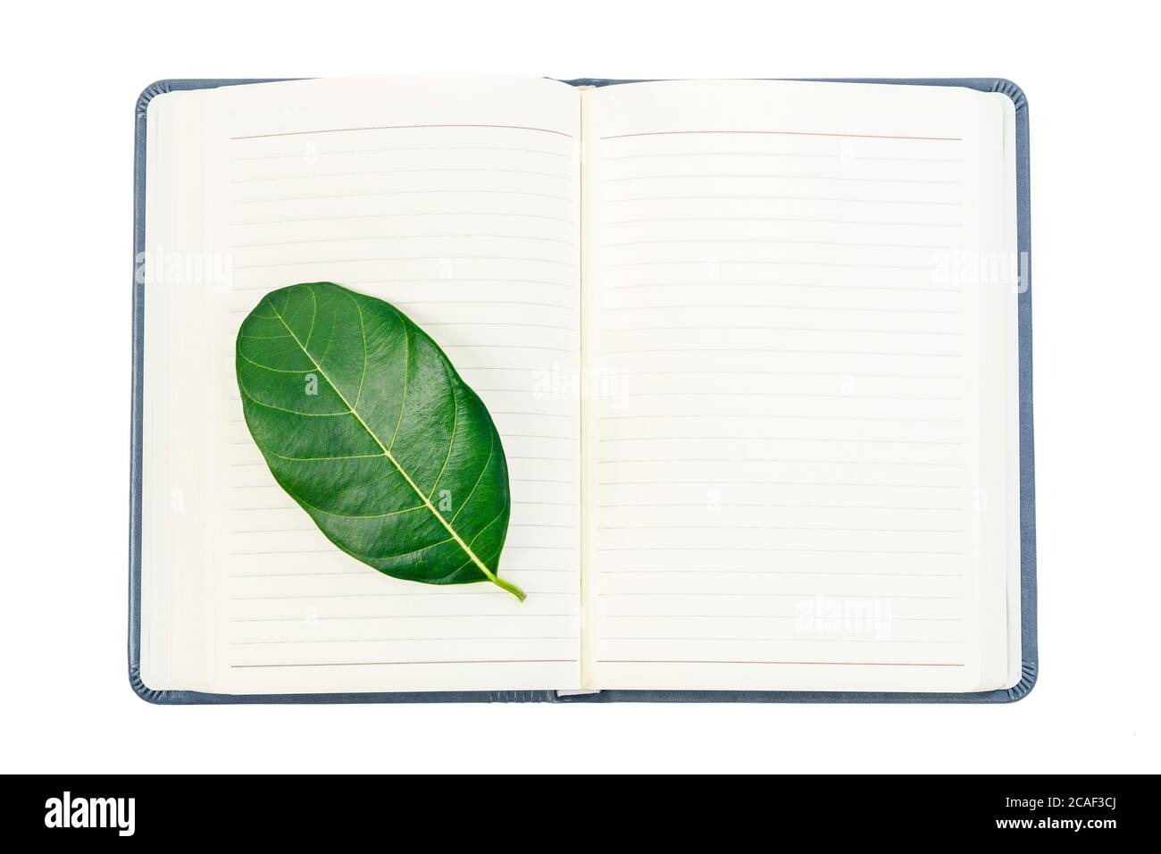 Fresh green leaf on open blank notebook isolated on white background ...