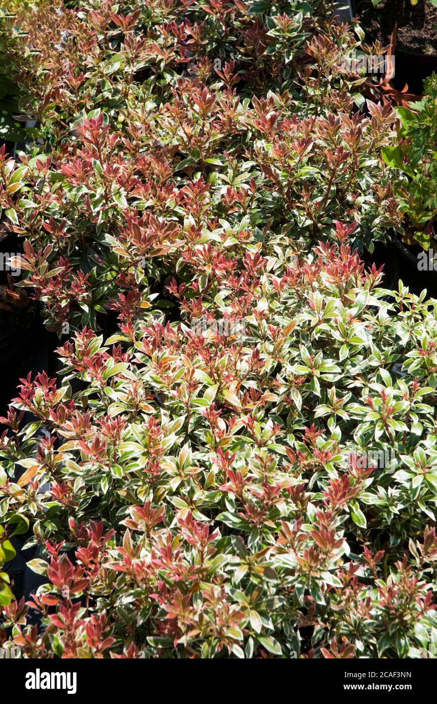 Pieris japonica Carnaval with red leaves in spring turning to green and ...