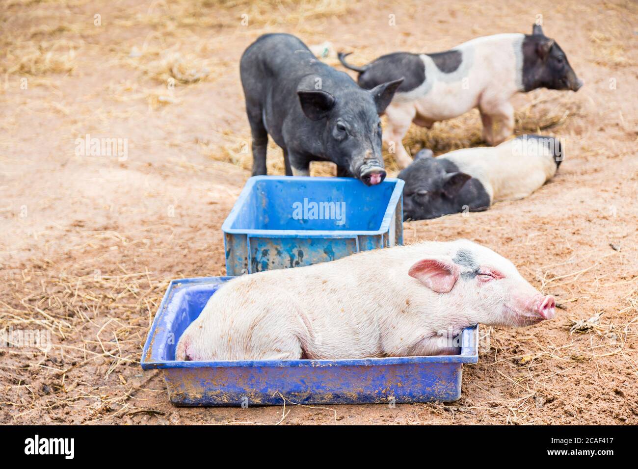 Pigs on the farm. Happy pigs sleeping in pig farm with girl. piglets ...