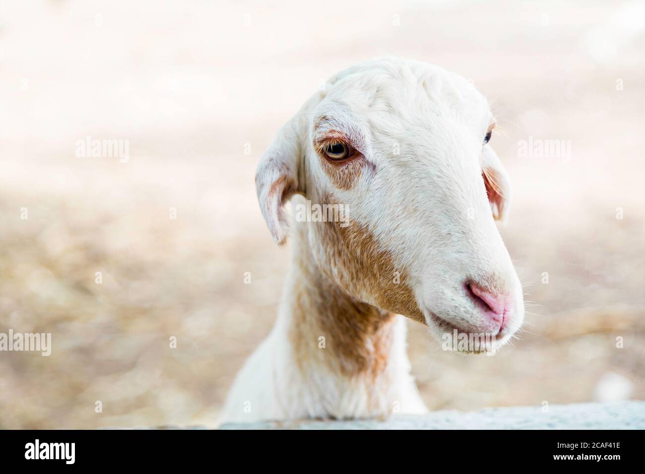 Close up to eye sheep in farm Stock Photo - Alamy