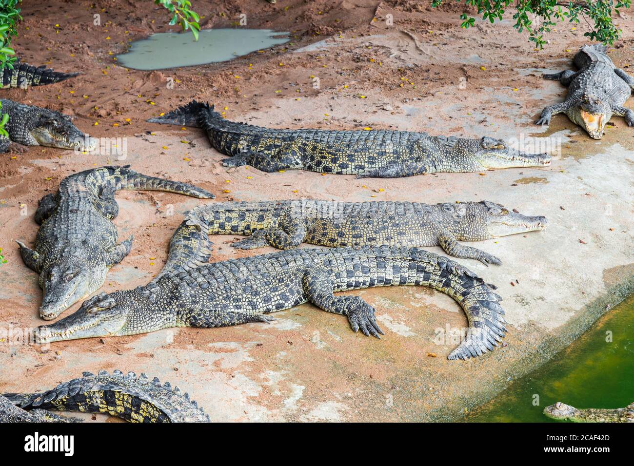 Crocodiles in farm thailand hi-res stock photography and images - Alamy