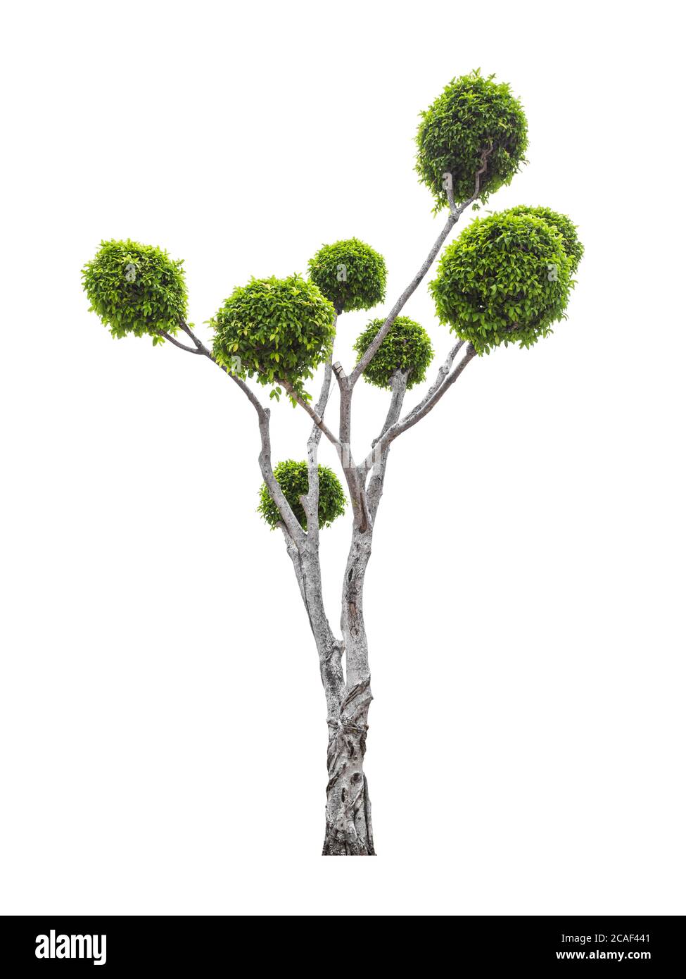 Beautiful green tree isolated on white background Stock Photo - Alamy