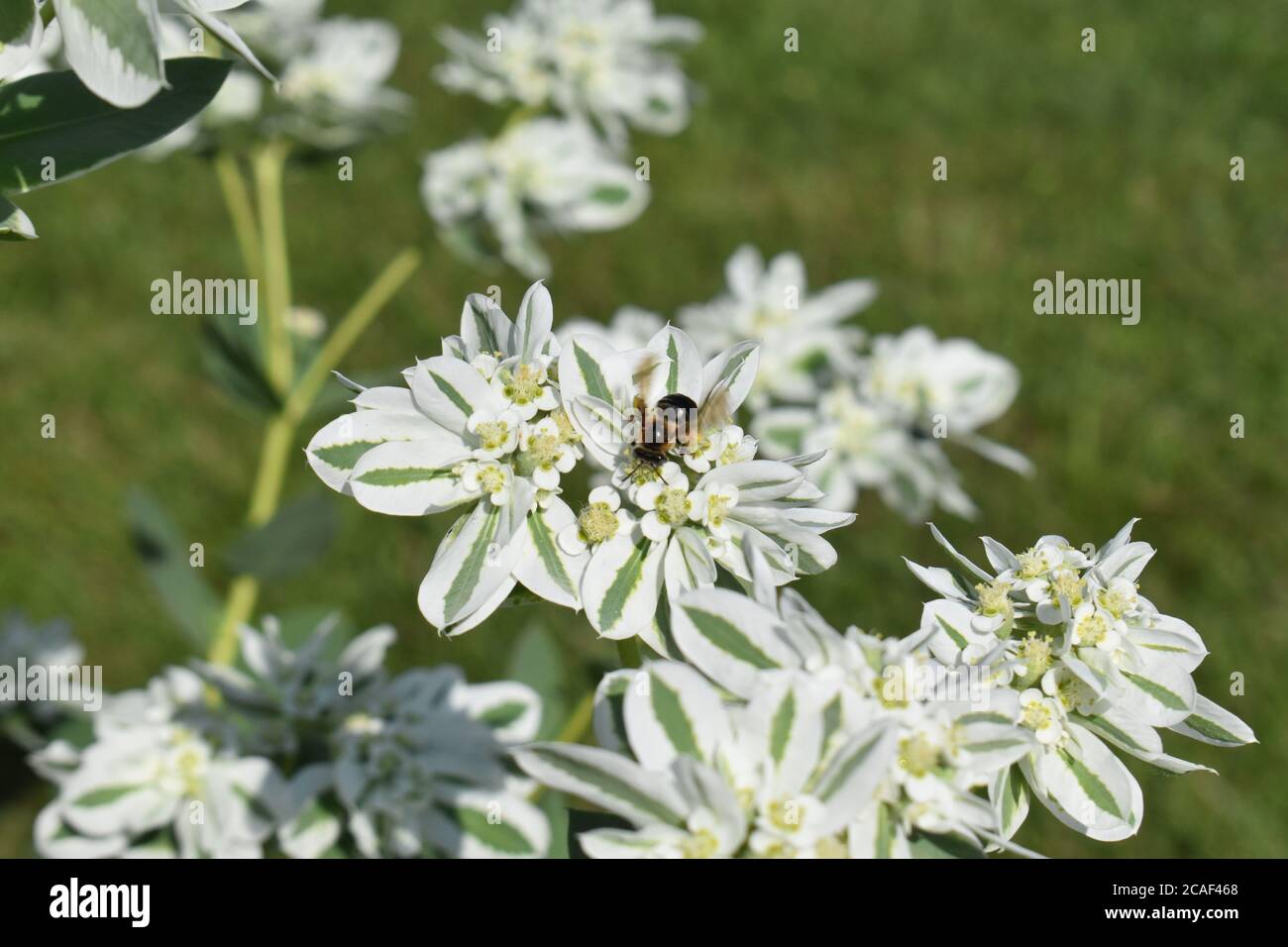 Bee insect flower hi-res stock photography and images - Alamy