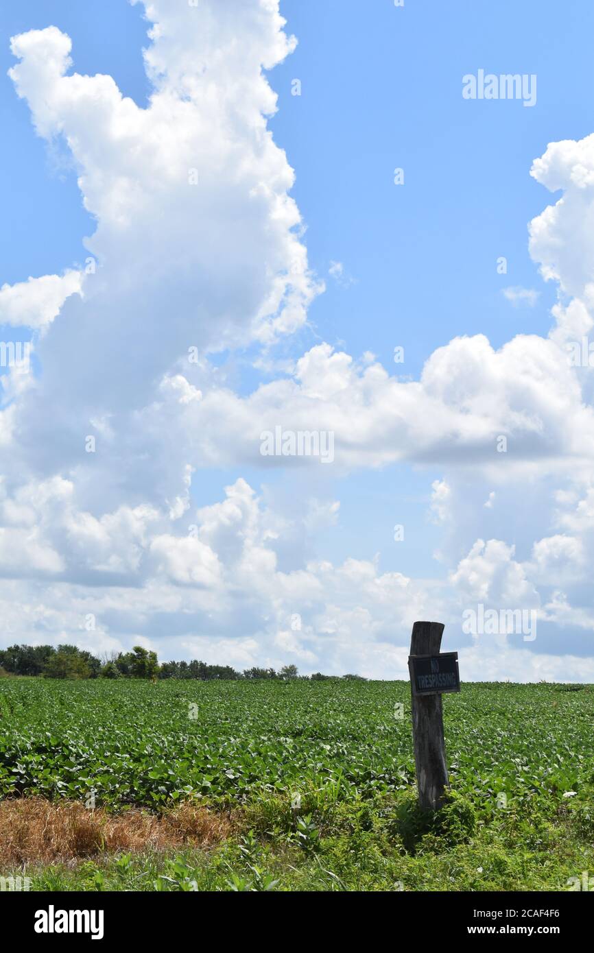 Soybean Production High Resolution Stock Photography and Images - Alamy