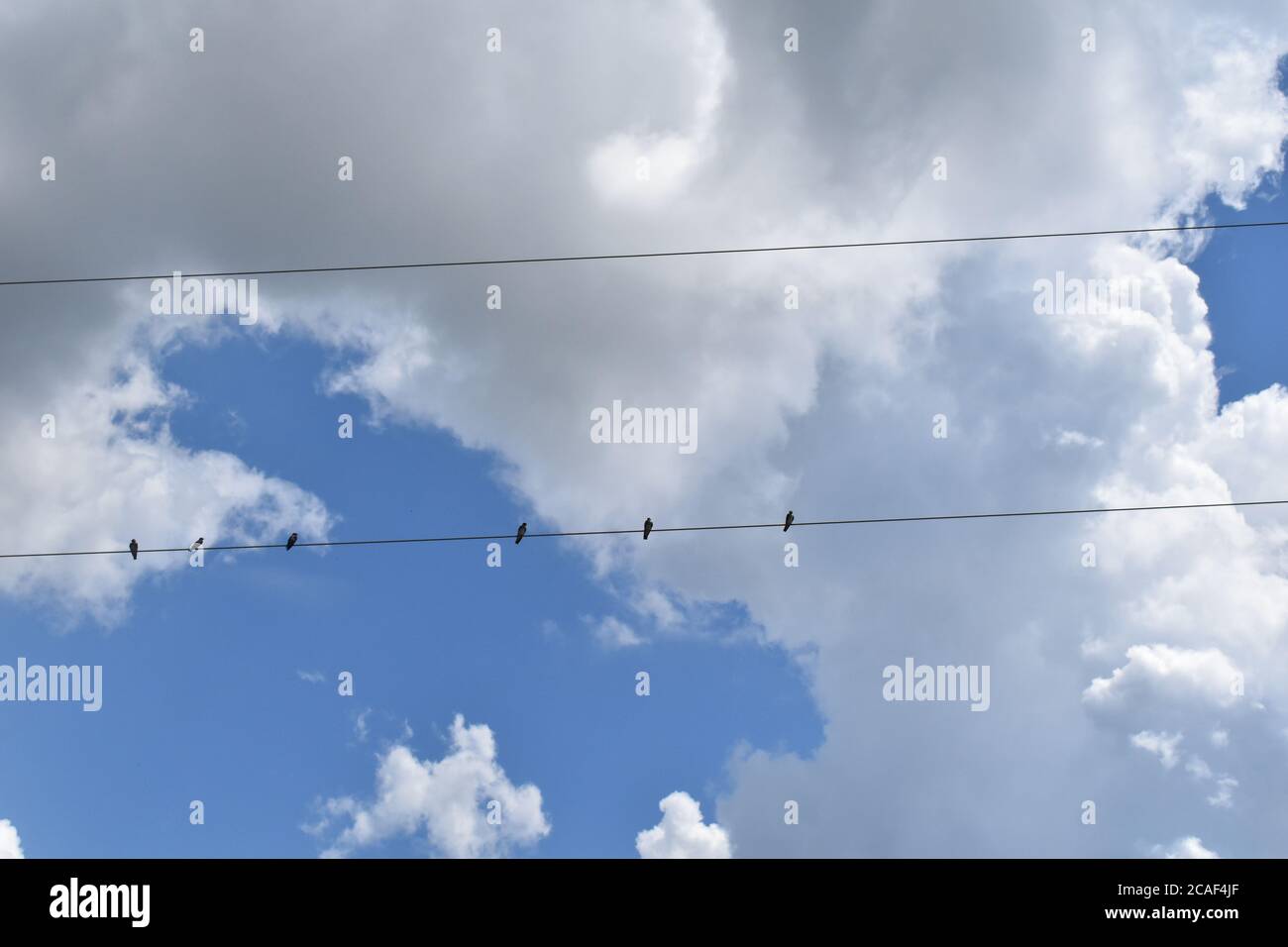 Birds on a Wire Stock Photo - Alamy