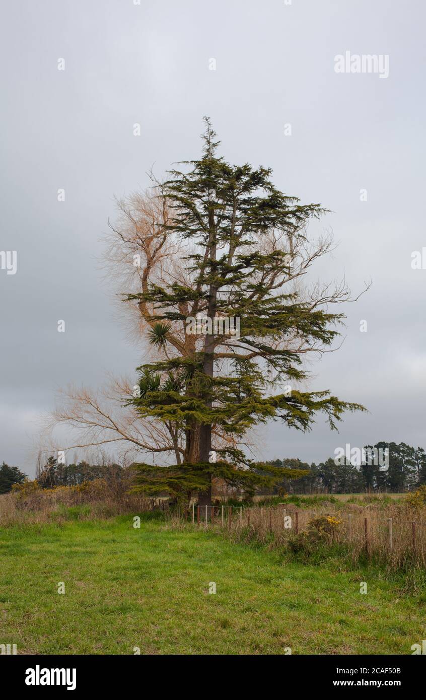 Cupressus macrocarpa pinus radiata hi-res stock photography and images ...