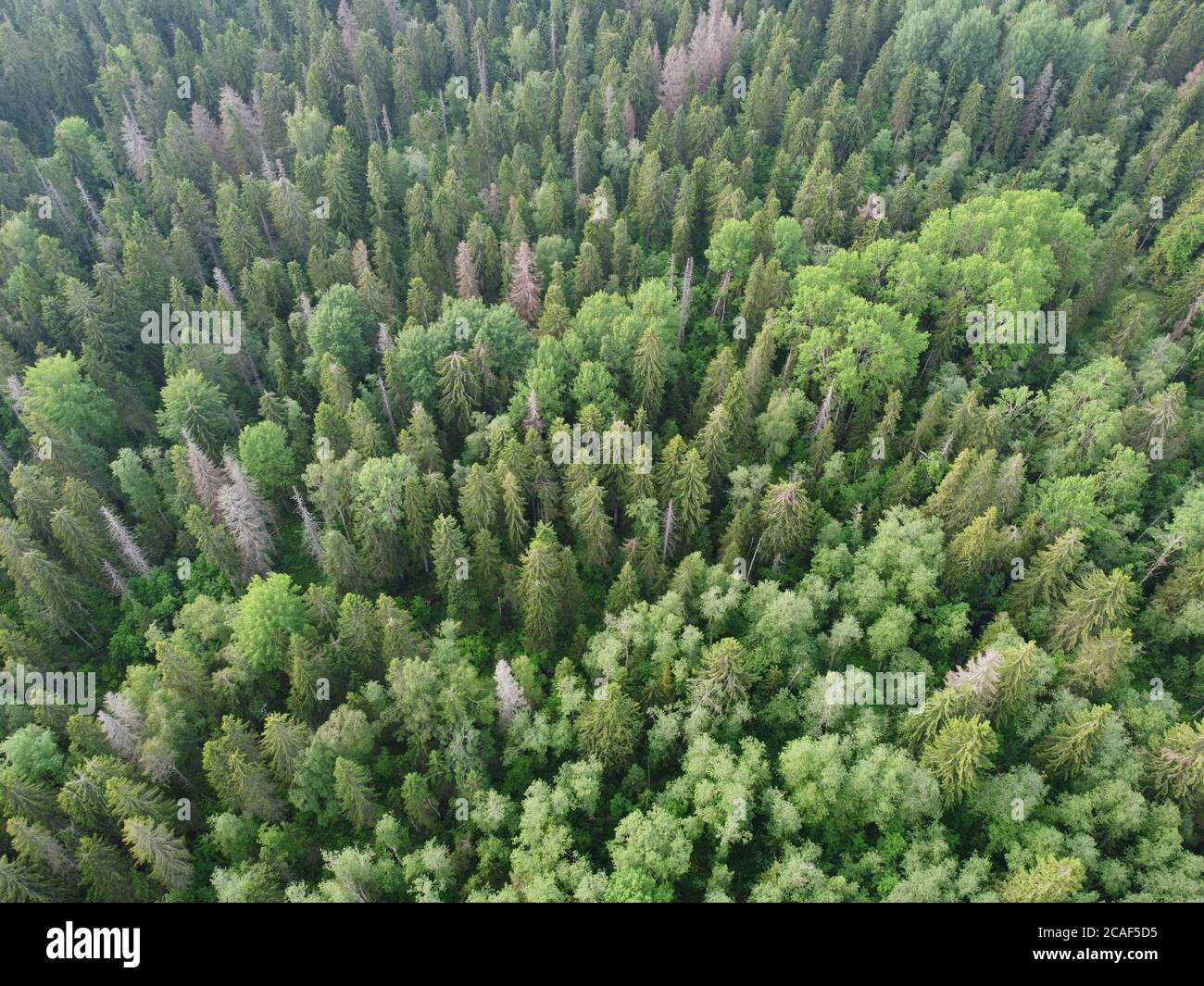 view of the green forest from above, aerial photography Stock Photo - Alamy