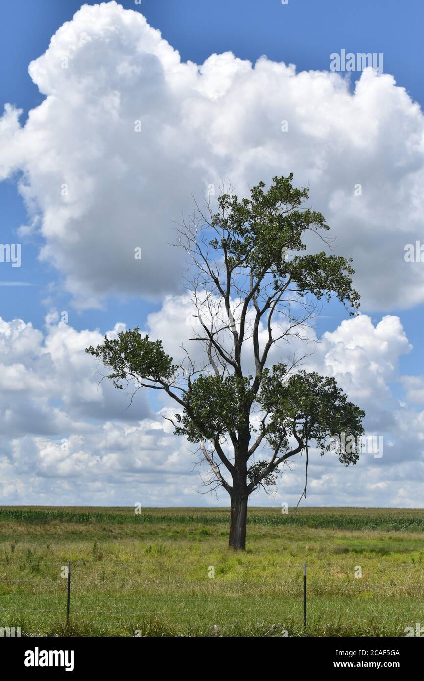 Tree field clouds hi-res stock photography and images - Alamy