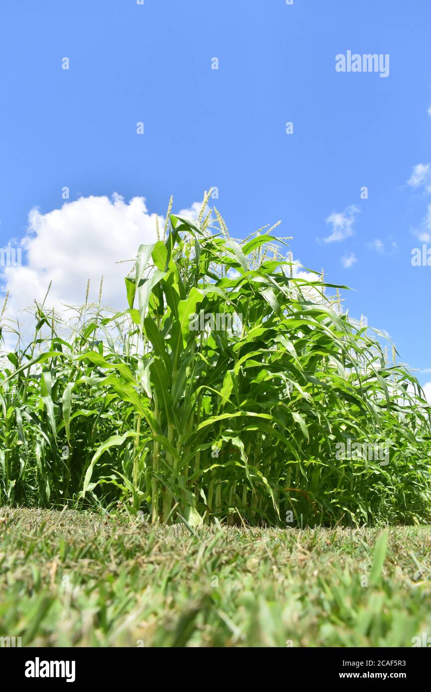 Field corn plant hi-res stock photography and images - Alamy