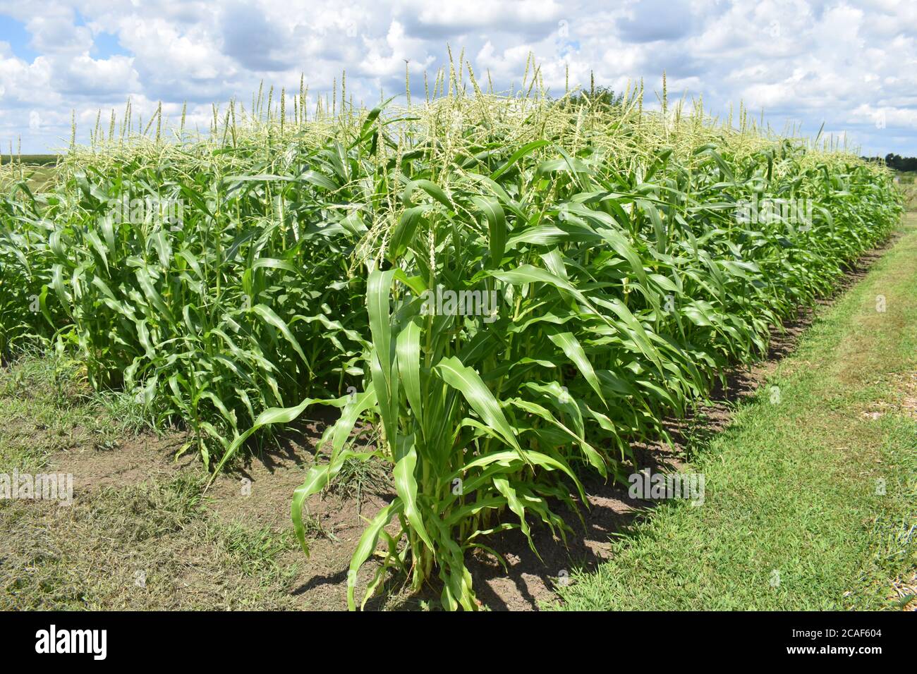 Field corn plant hi-res stock photography and images - Alamy