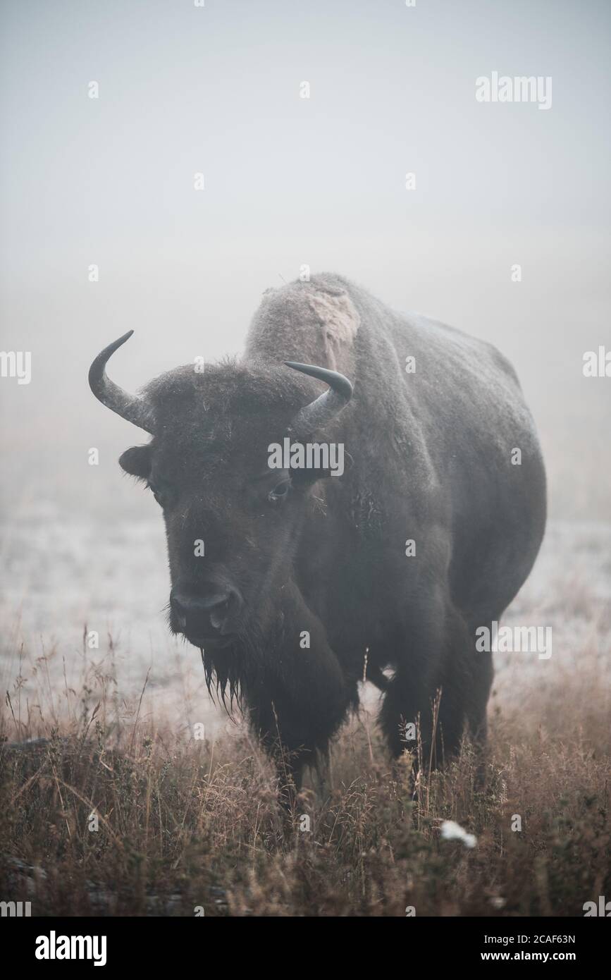 Closeup shot buffalo horn hi-res stock photography and images - Alamy