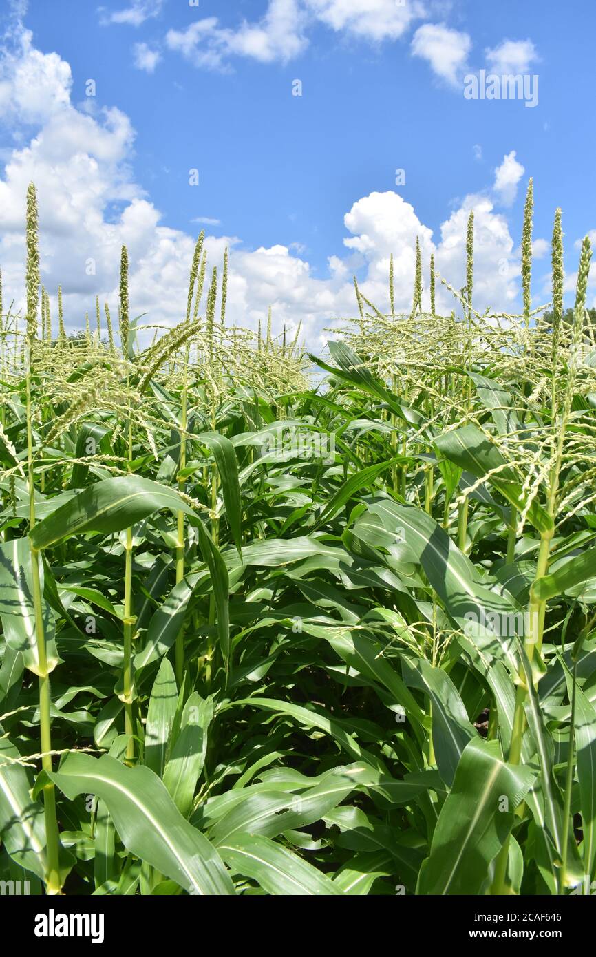 Corn tassel hi-res stock photography and images - Alamy