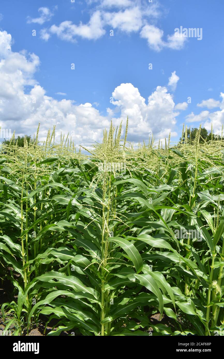 Corn pollination hi-res stock photography and images - Alamy