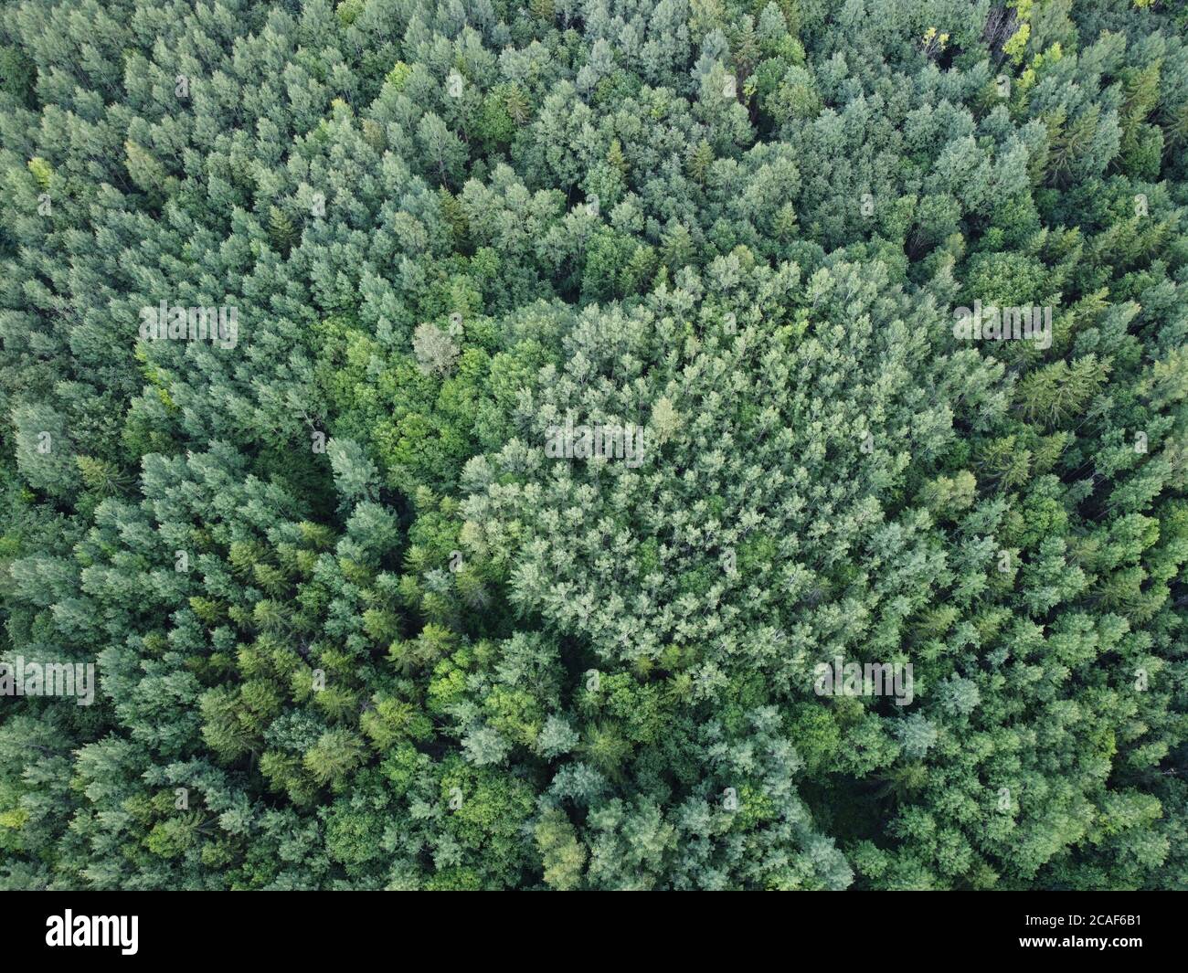 Aerial top view of forest landscape from above, pine trees nature ...