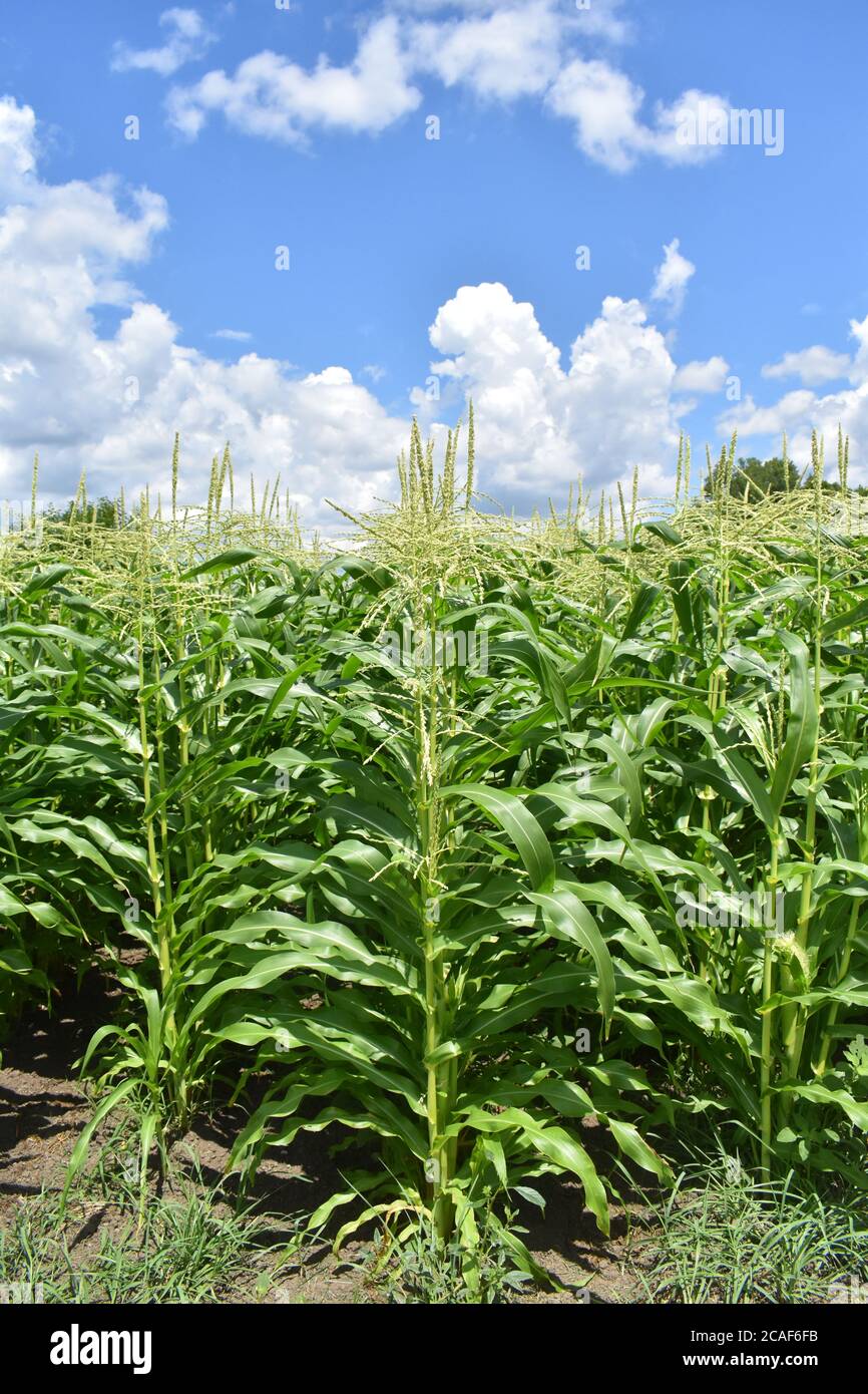 Corn pollination hi-res stock photography and images - Alamy