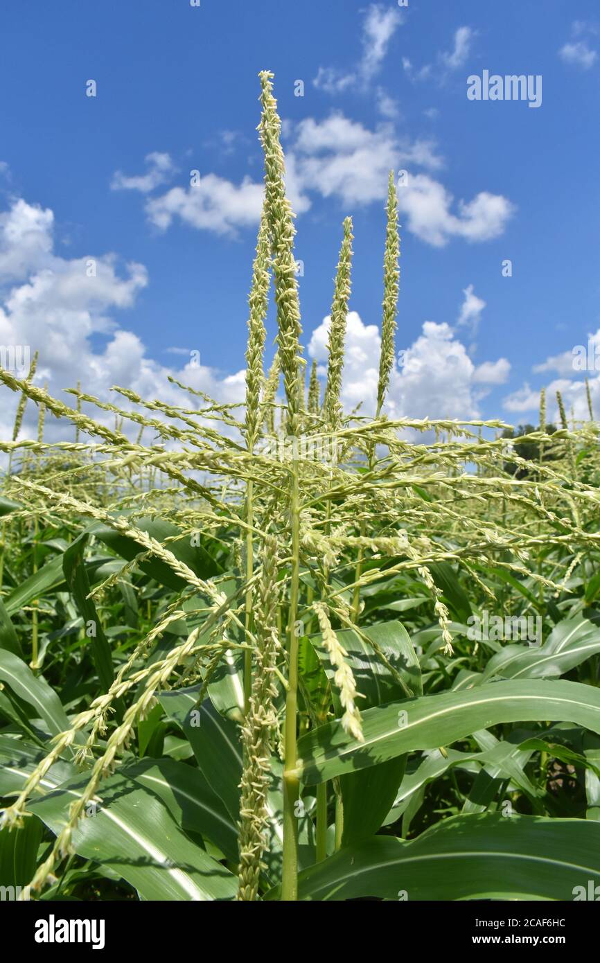Corn pollination hi-res stock photography and images - Alamy