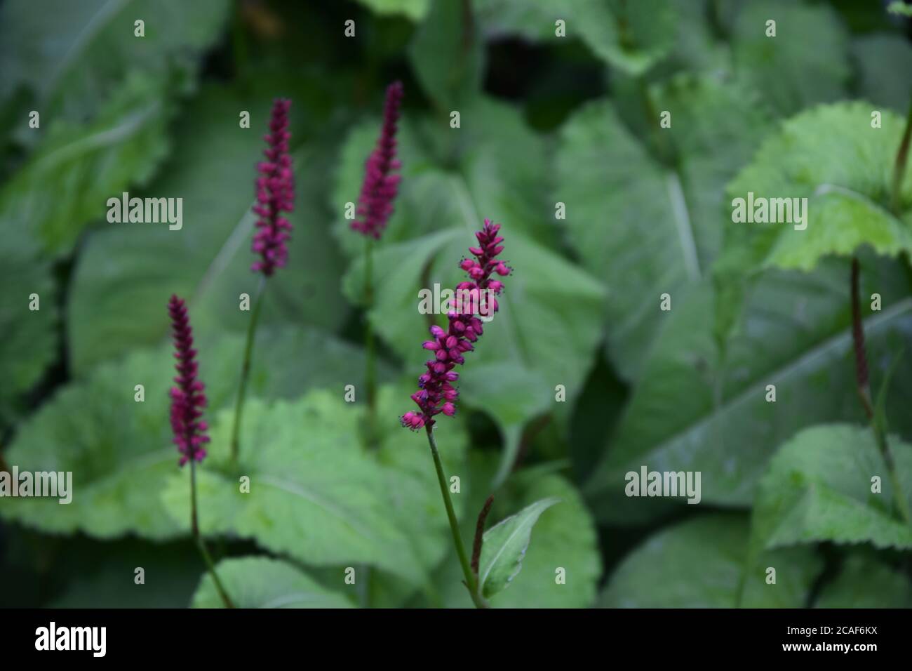 Persicaria amplexicaulis ‘firetail’ hi-res stock photography and images ...