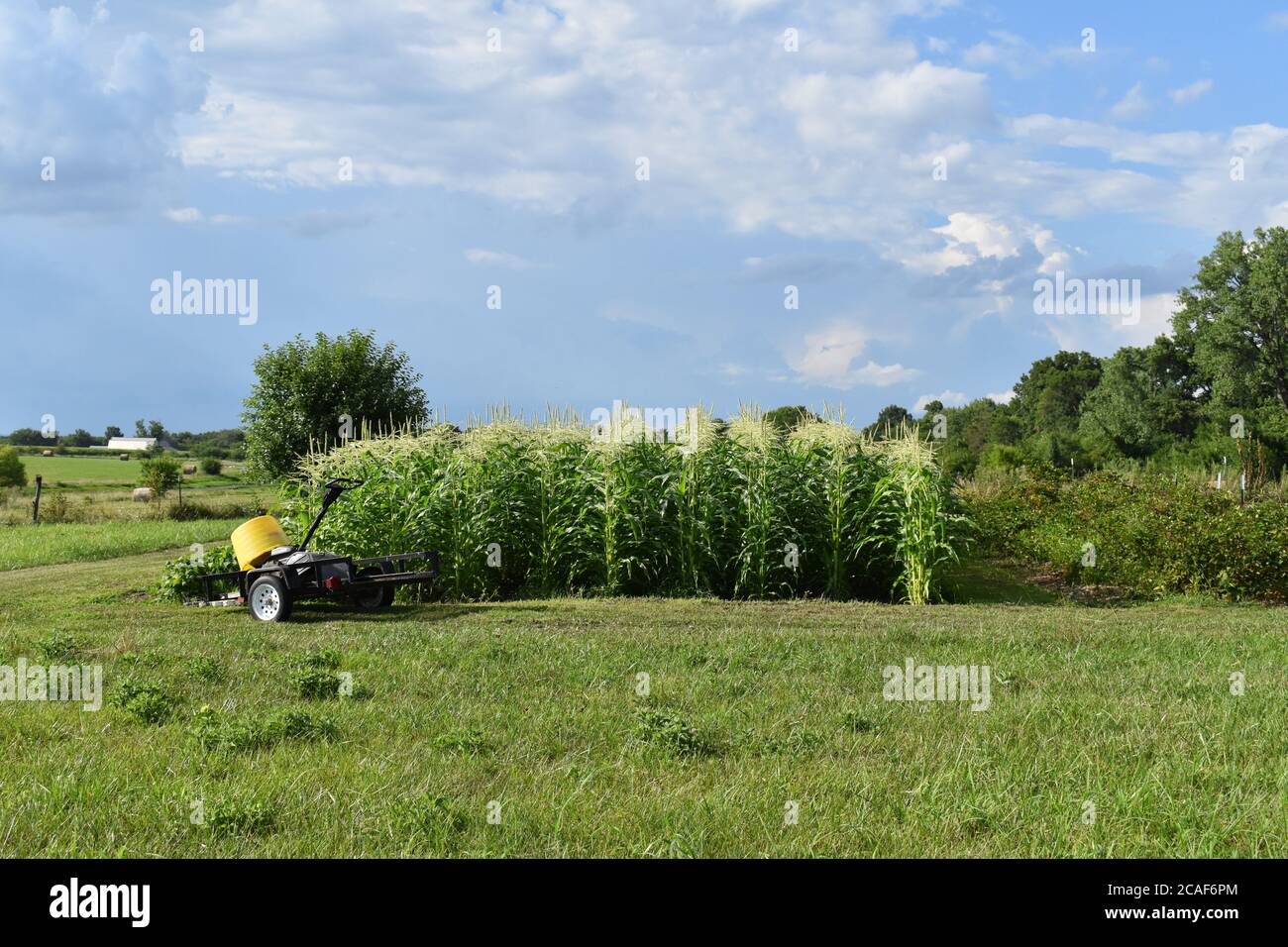 Vegetable pollen hi-res stock photography and images - Alamy