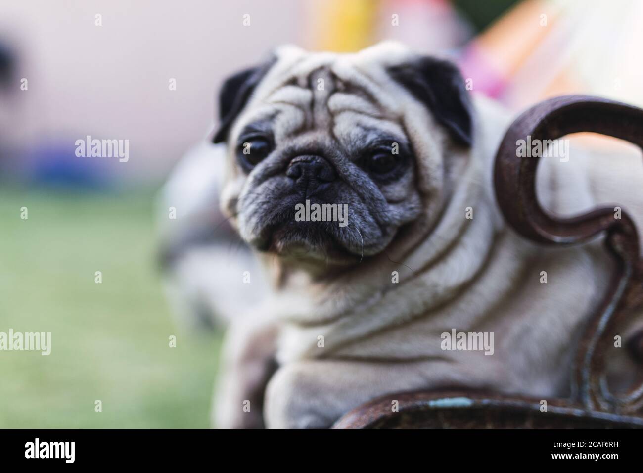Cute pug dog playing in a park at daytime Stock Photo - Alamy