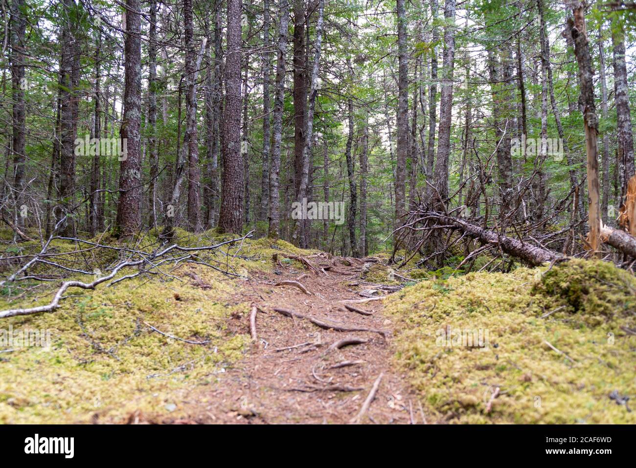 A worn path or hiking trail through a forest. The trees are bright ...