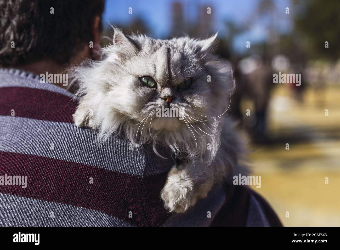Person holding a grumpy cat at the park at daytime Stock Photo - Alamy