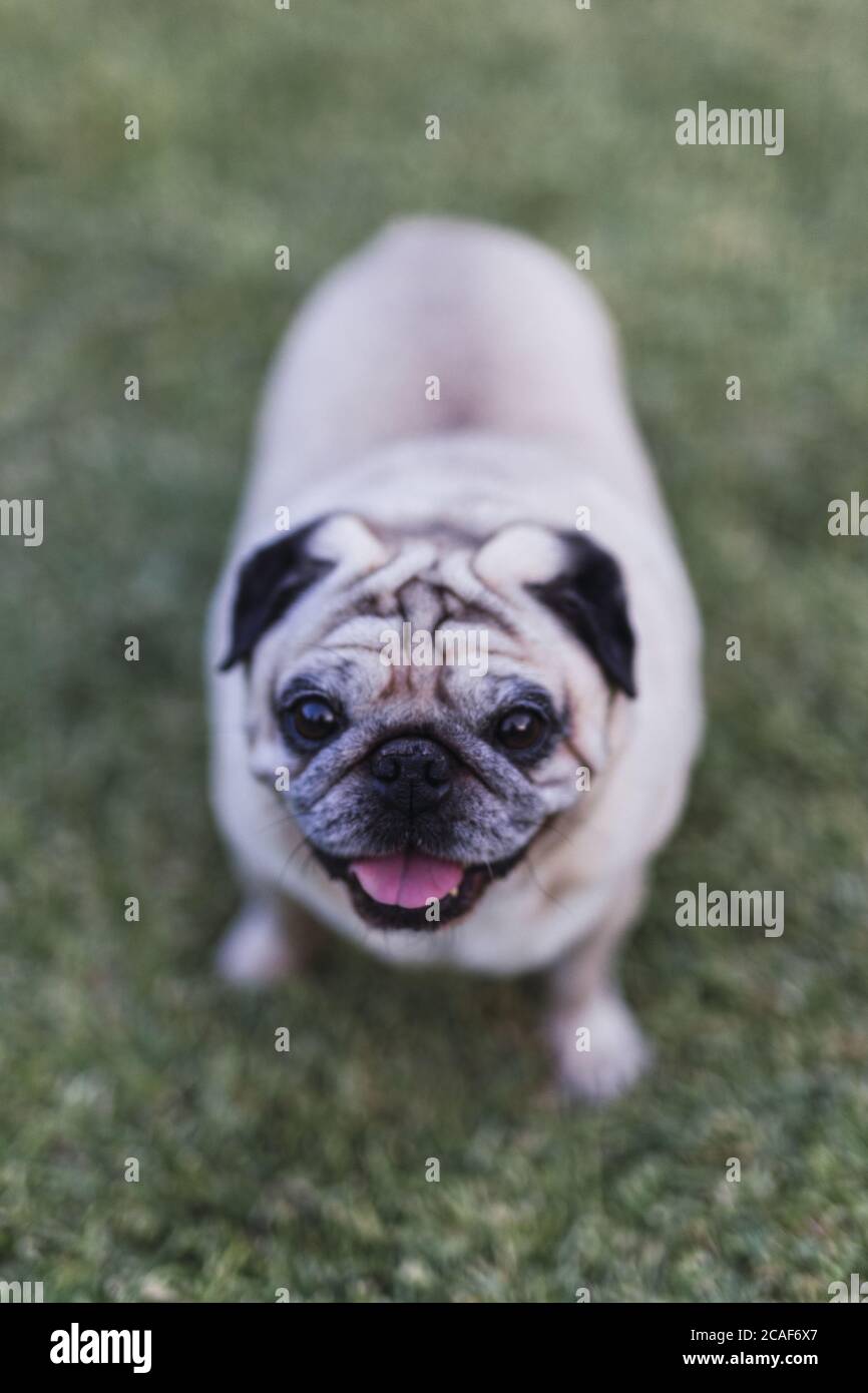 Cute pug dog playing in a park at daytime Stock Photo - Alamy
