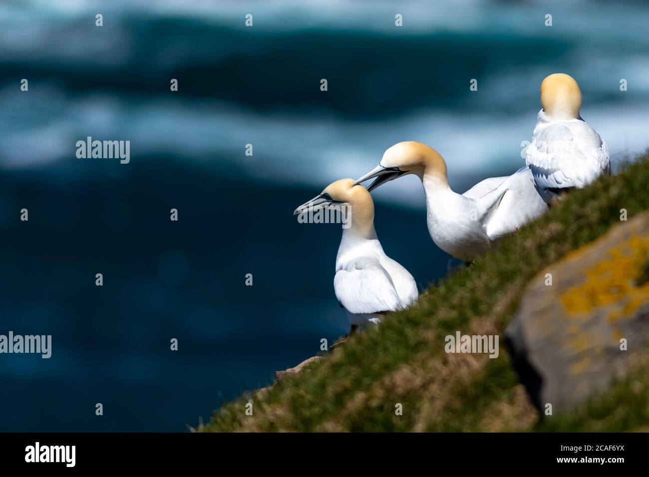 Cliff nesting birds hi-res stock photography and images - Alamy