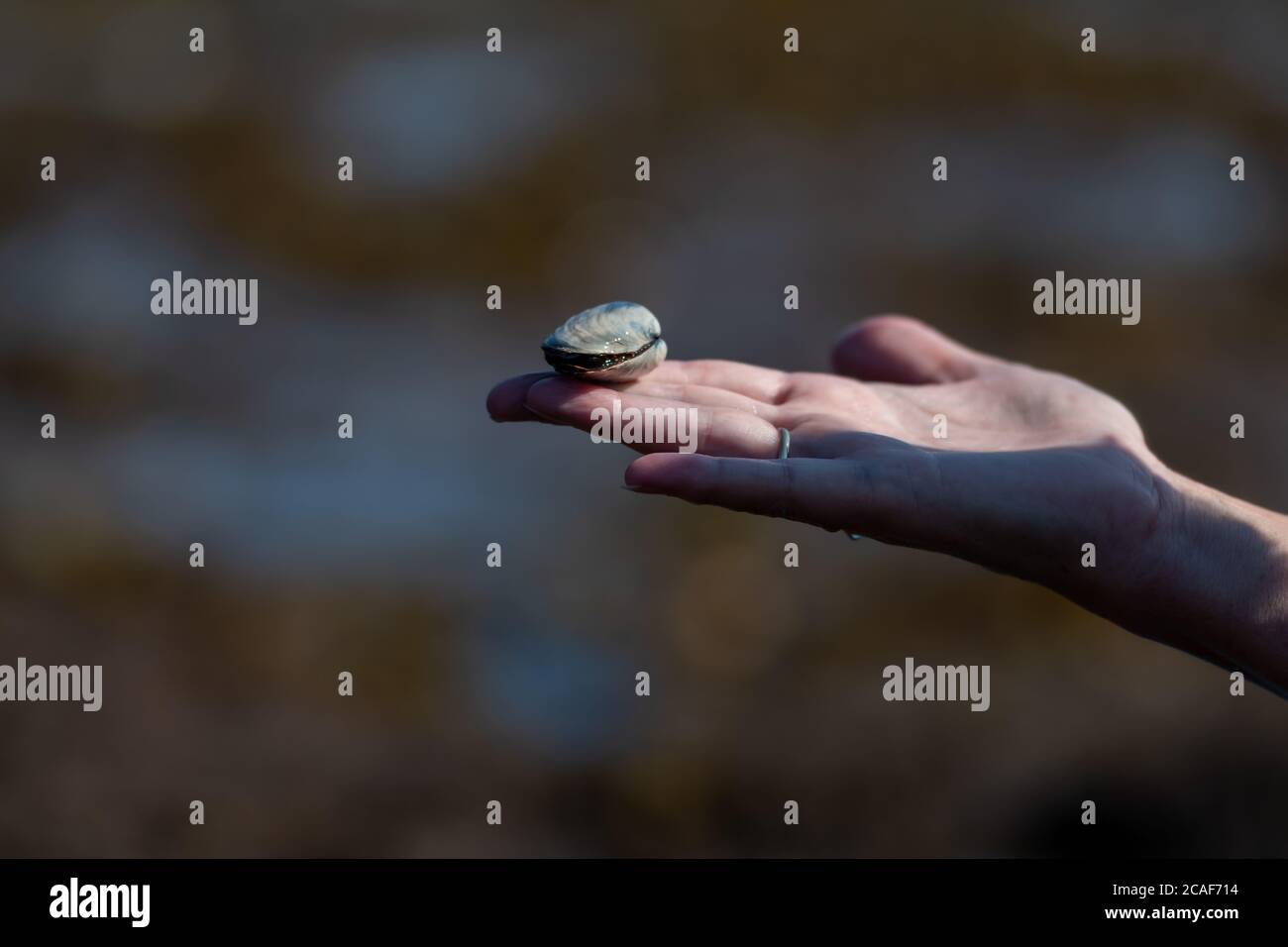 A woman's hand holding a fresh clam recently taken from the cold ...