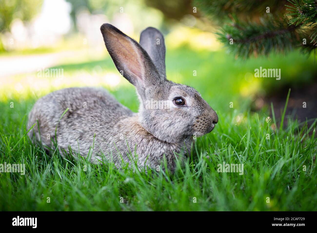 Large adult gray hare with long ears in full growth on green grass on ...