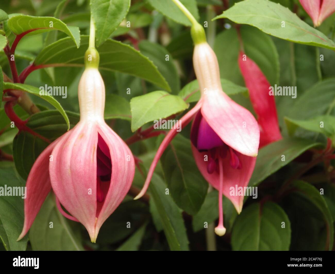 Fuchsias tree hi-res stock photography and images - Alamy