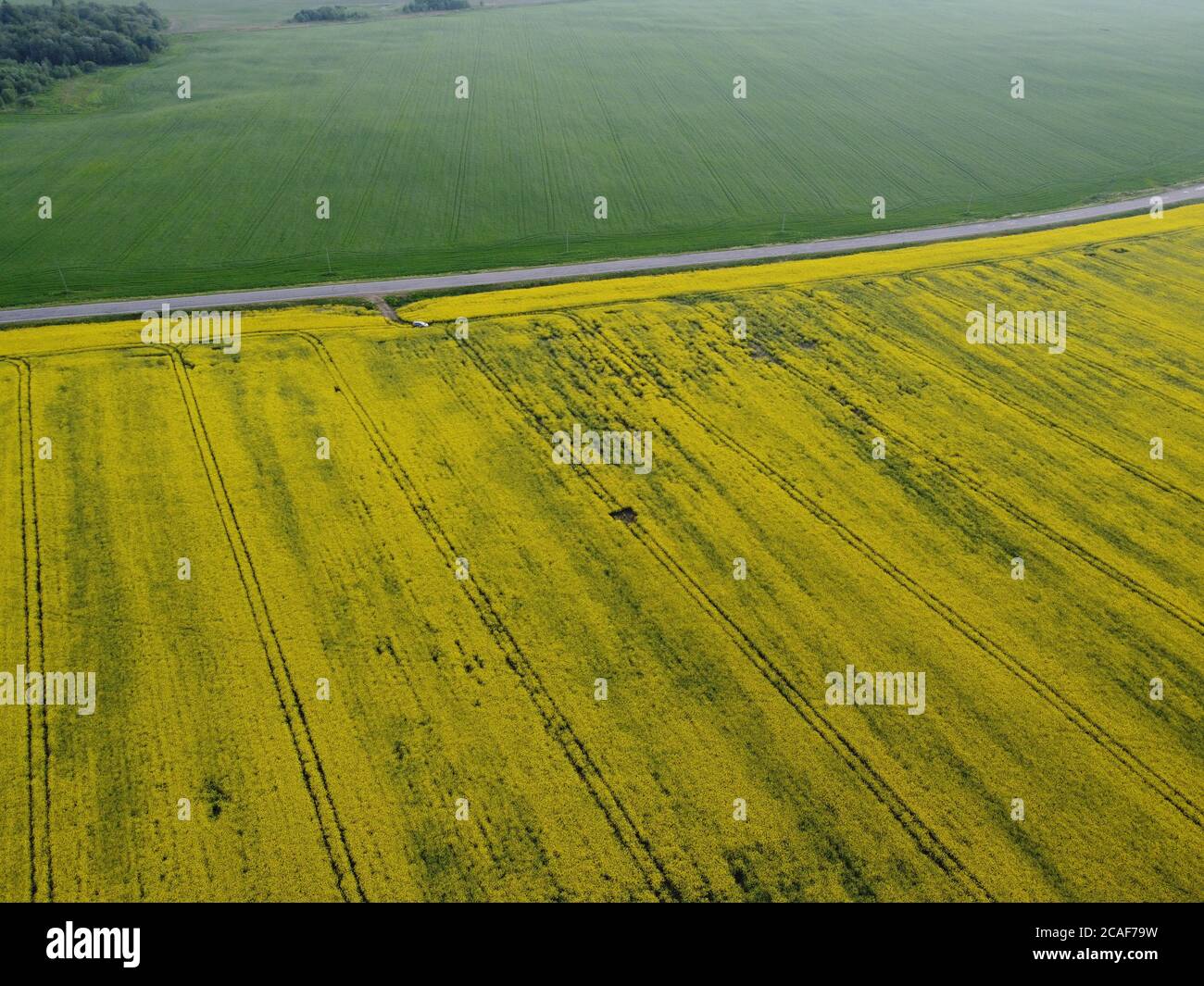 Aerial view rapeseed blooming. Yellow fields from above Stock Photo - Alamy